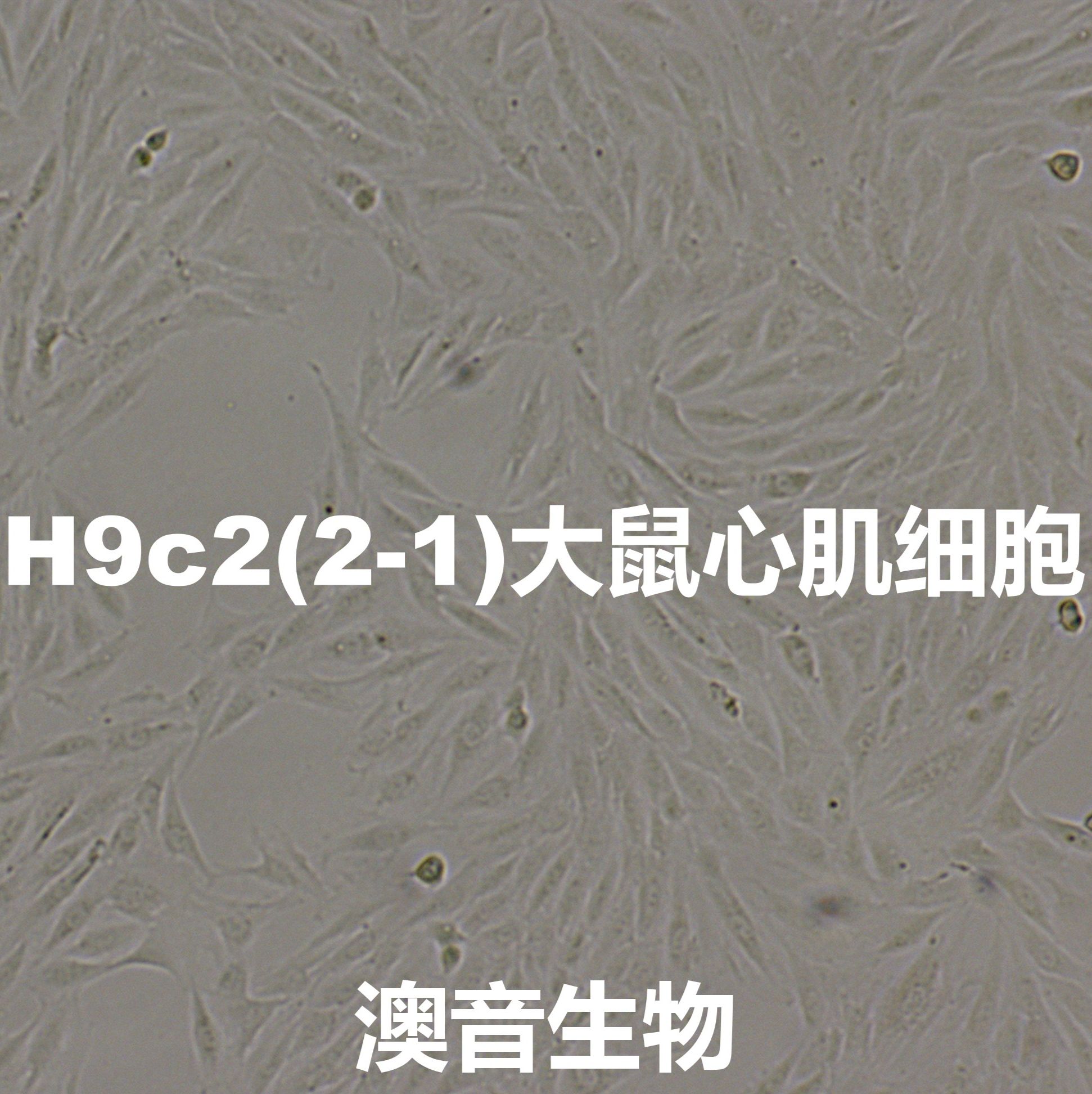 H9c2(2-1)【H9c2 (2-1); H9c2; H9C2】大鼠心肌细胞价格_品牌:澳音生物-丁香通