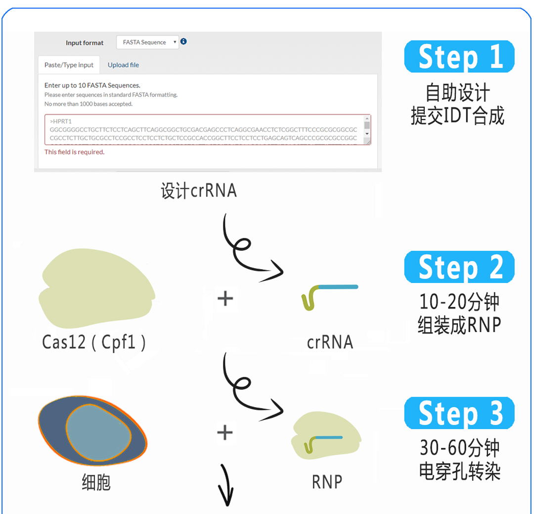 CRISPR-Cpf1基因编辑系统价格,详情介绍-960化工网 – 960化工网