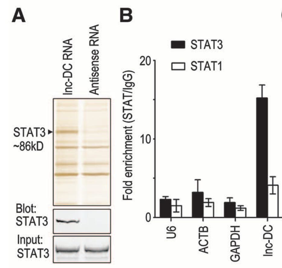 超详细！手把手教你做 RNA pull down（图文并茂，提供完整讲座、直播回放）_公司新闻_丁香通