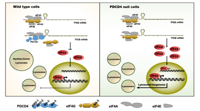 Cell Death Differ：山大张利宁教授团队首次揭示TFEB在蛋白质翻译水平上的调控机制-技术前沿-生物在线 Lab-on-Web
