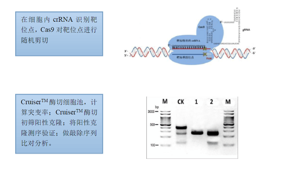 基因编辑—CRISPR/Cas9 - 企业动态 - 丁香通