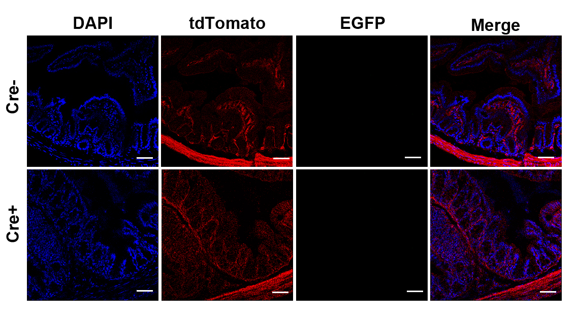 Tek-Cre价格-丁香通