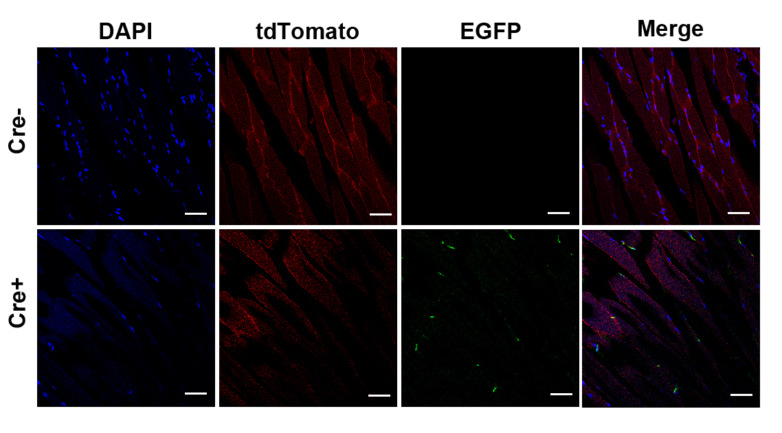 Tek-Cre价格,详情介绍-960化工网 – 960化工网