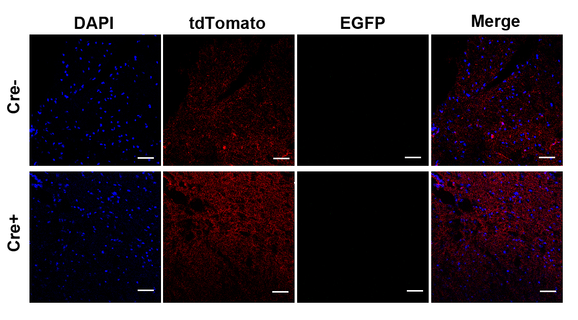 Tek-Cre价格,详情介绍-960化工网 – 960化工网