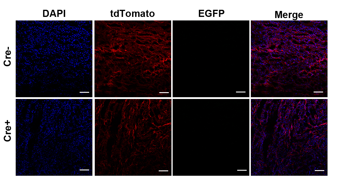 Tek-Cre价格-丁香通