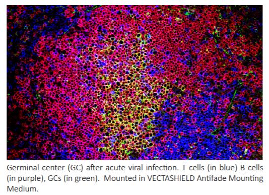 VECTASHIELD (10ml)VECTASHIELD防荧光淬灭封片剂价格,详情介绍-960化工网 – 960化工网