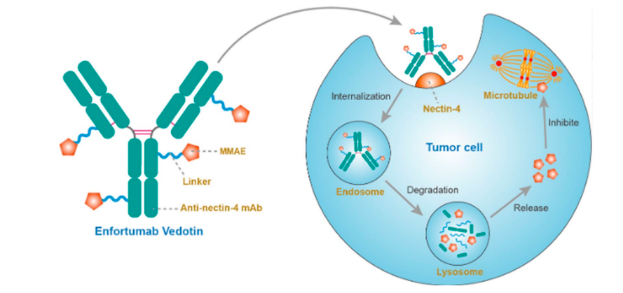 Nectin-4：ADC赛道又一高光靶点 - 自主发布 - 生物在线 Lab-on-Web