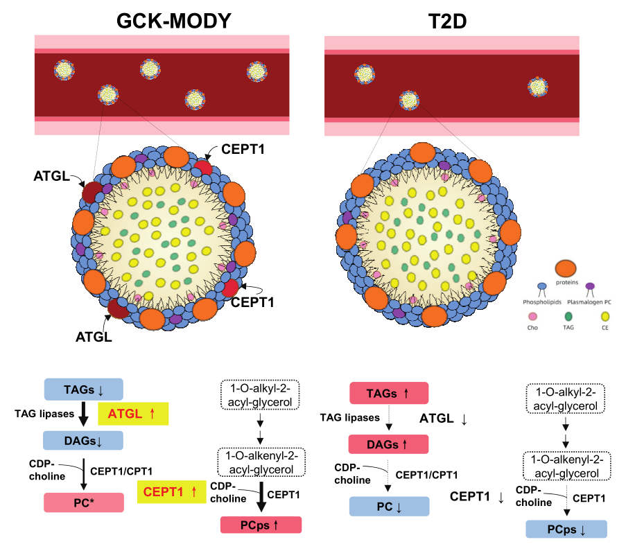Redox Biology：高血糖 GCK-MODY 中的抗动脉粥样硬化脂质特征-公司新闻-常州中科脂典生物技术有限责任公司
