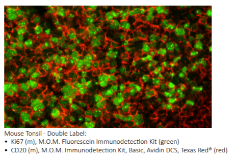 Vector MOM Kit (Fluorescent)mouse on mouse内源性鼠IgG封闭试剂盒（Fluorescent）价格 ...