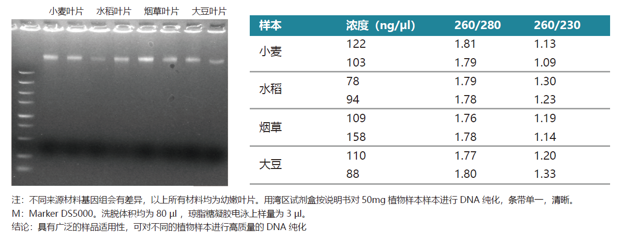 Baypure 磁珠法植物/真菌DNA提取试剂盒价格,详情介绍-960化工网 – 960化工网
