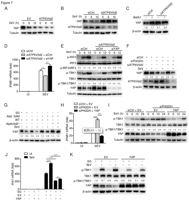Cell metabolism：丝氨酸代谢通过阻止ATP6V0d2介导的YAP溶酶体降解抑制抗病毒天然免疫-公司新闻-常州中科脂典生物技术有限责任公司
