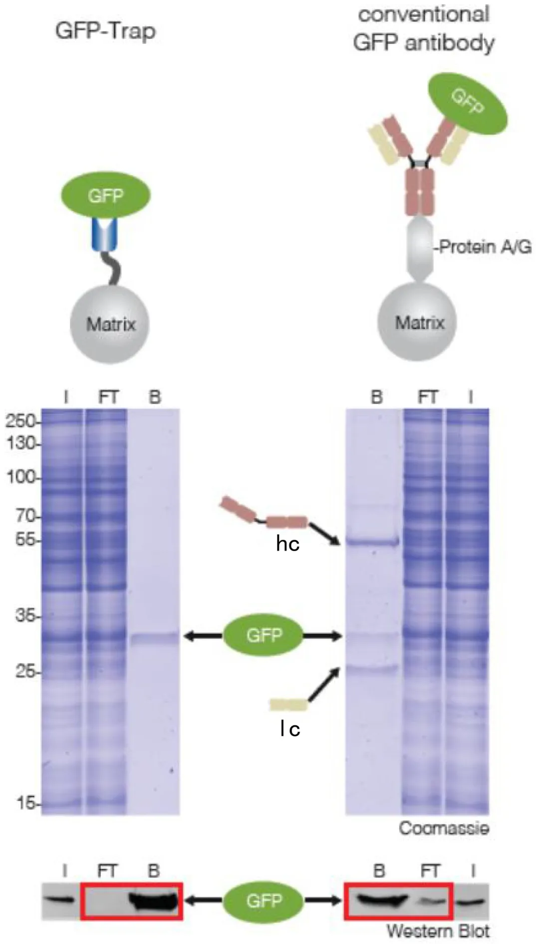60min 完成一次 IP 实验，这技术爱了爱了！-公司新闻-Proteintech中国公司