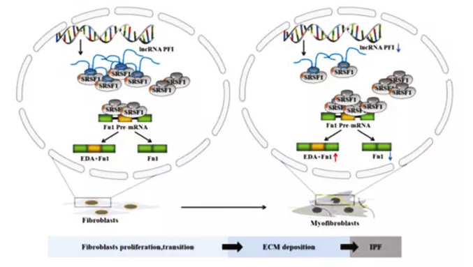 lncRNA研究进展盘点（20210520） - 企业动态 - 丁香通