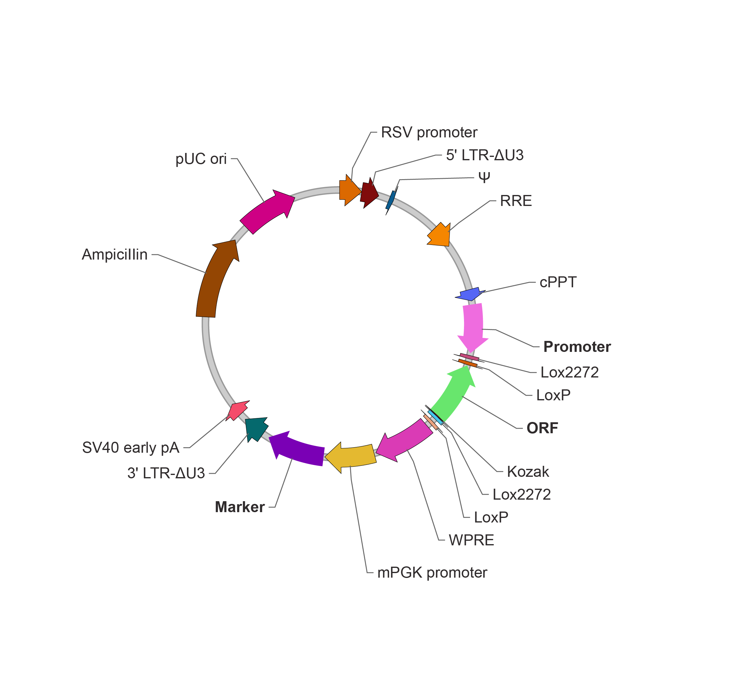 载体家小课堂 | Cre-Lox 条件性表达载体系统-公司新闻-云舟生物科技（广州）股份有限公司