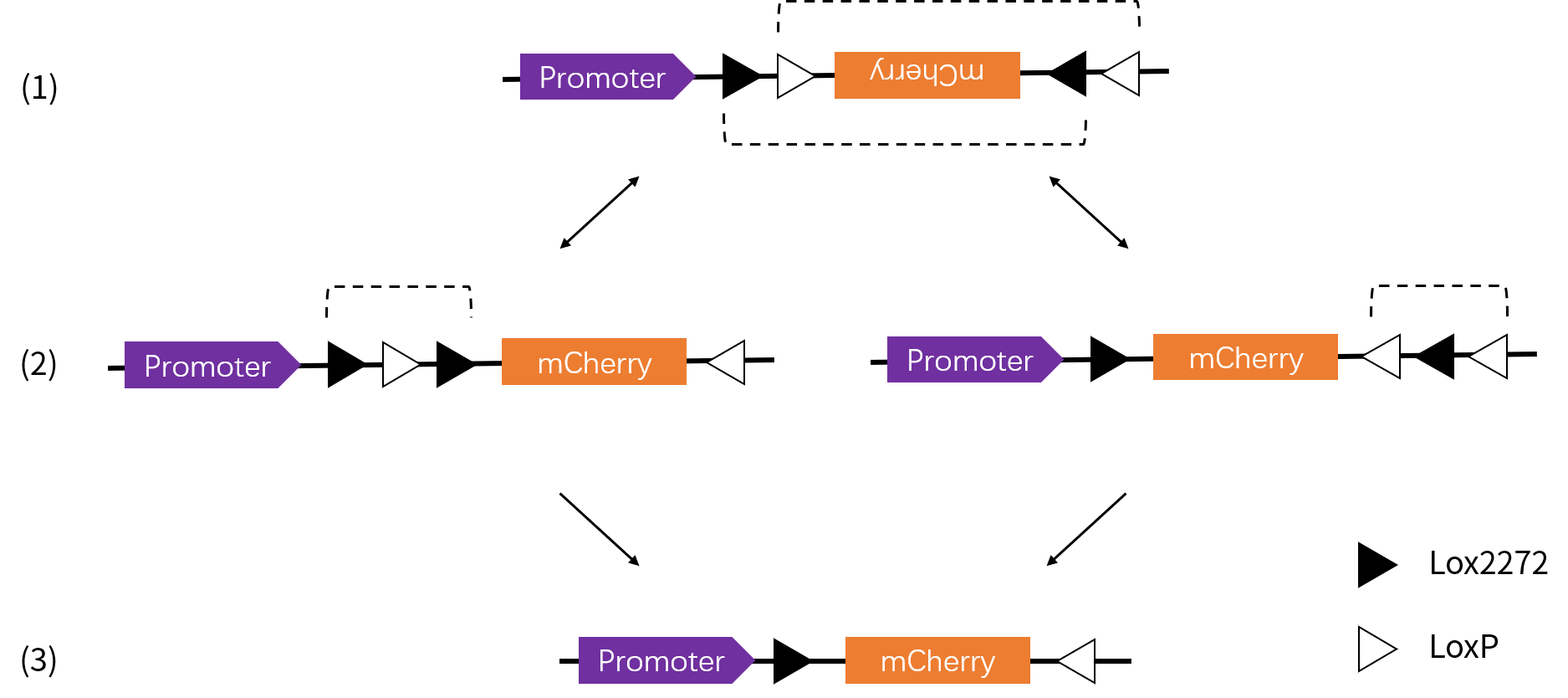 载体家小课堂 | Cre-Lox 条件性表达载体系统-公司新闻-云舟生物科技（广州）股份有限公司