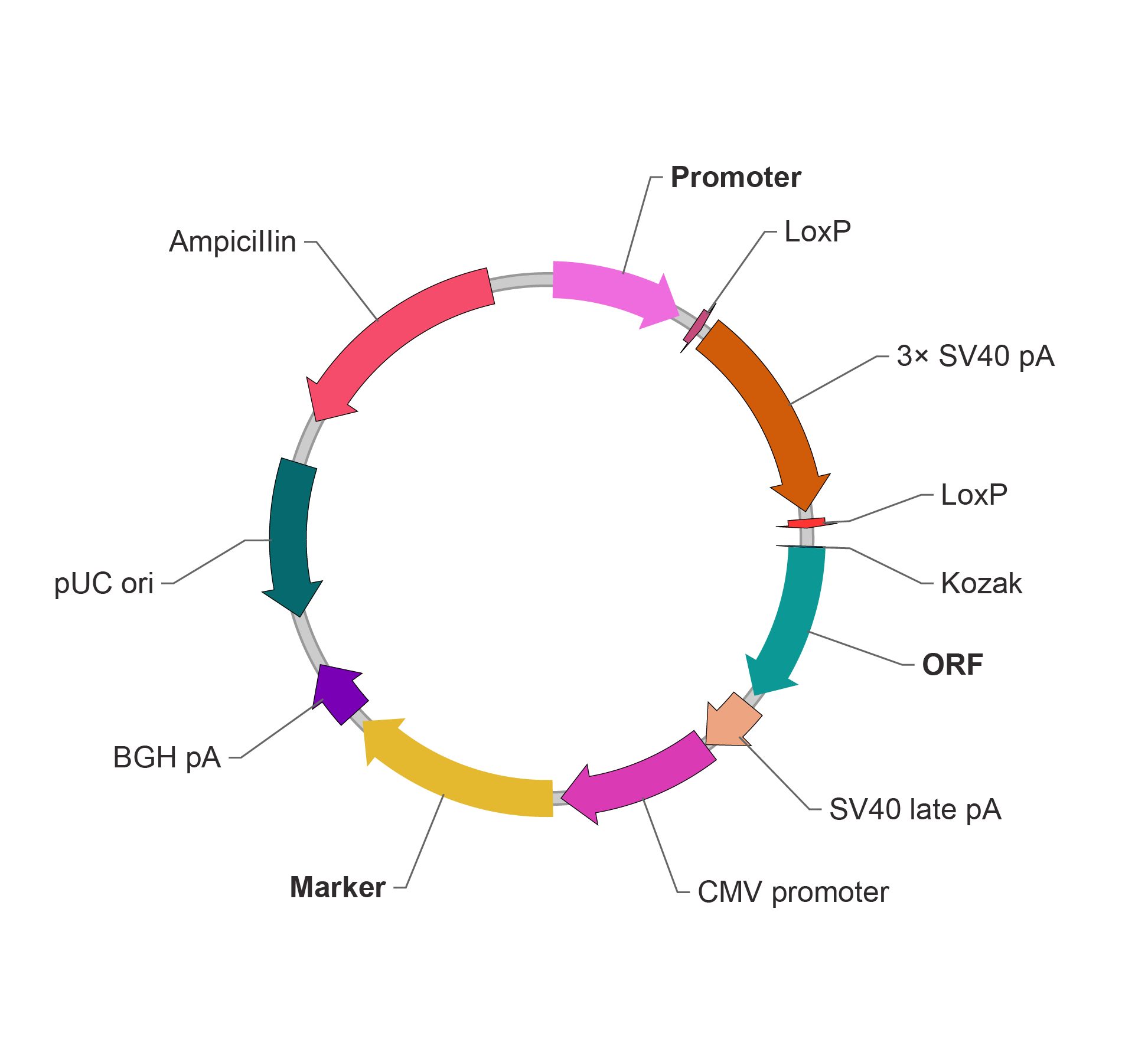 载体家小课堂 | Cre-Lox 条件性表达载体系统-公司新闻-云舟生物科技（广州）股份有限公司