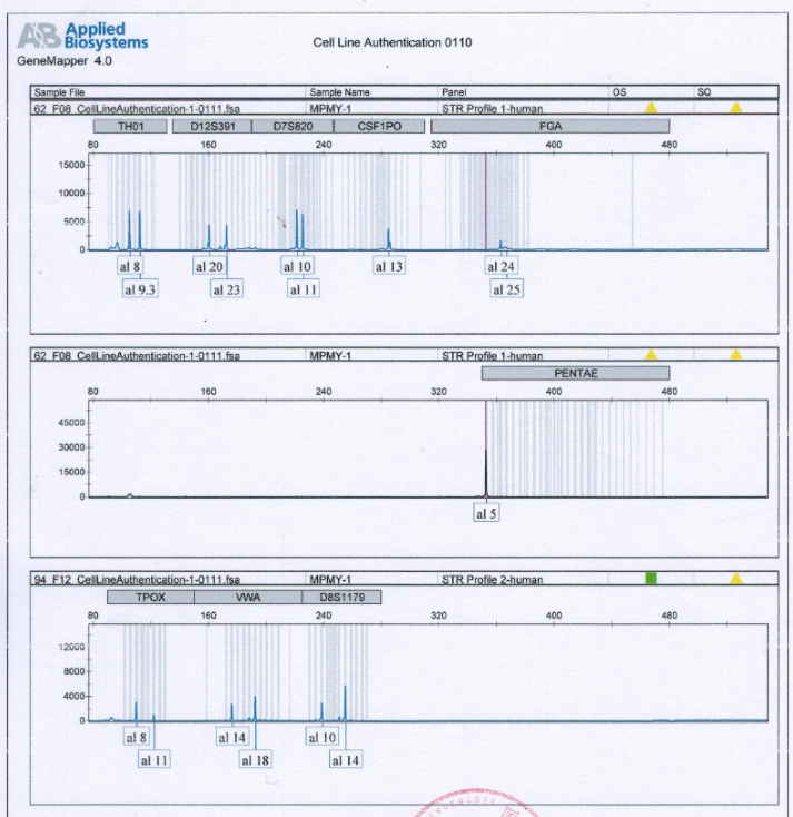 WPMY-1人正常前列腺基质永生化细胞丨wpmy-1细胞(STR鉴定)价格,详情介绍-960化工网 – 960化工网