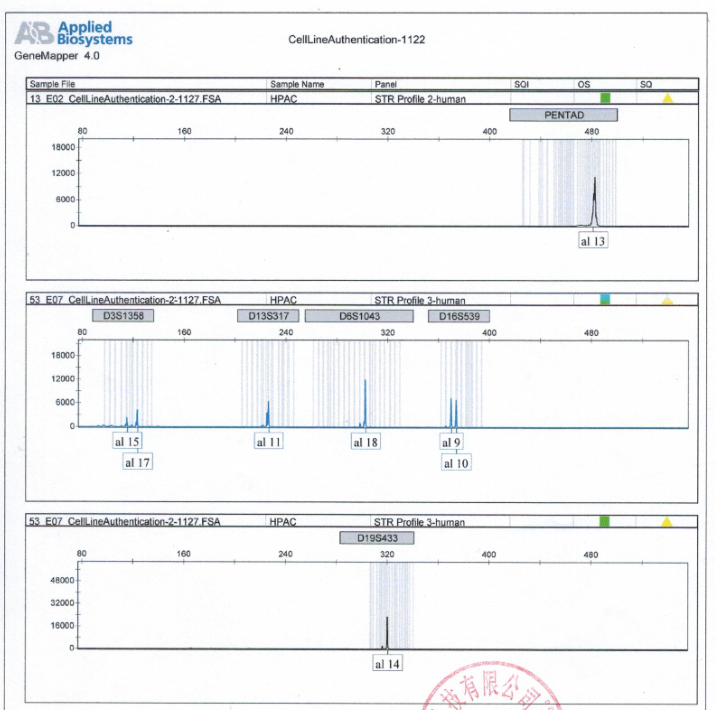 HPAC人胰腺癌细胞(STR鉴定)丨hpac细胞丨逸漠(immocell)价格,详情介绍-960化工网 – 960化工网