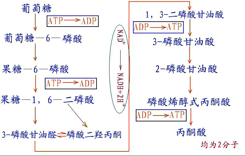 奇妙的糖酵解 企业动态 丁香通