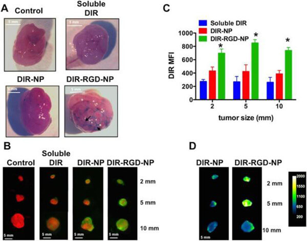 DiI, DiO, DiD 和 DiR探针怎么选？Di家族荧光染料选择小tips - 企业动态 - 丁香通
