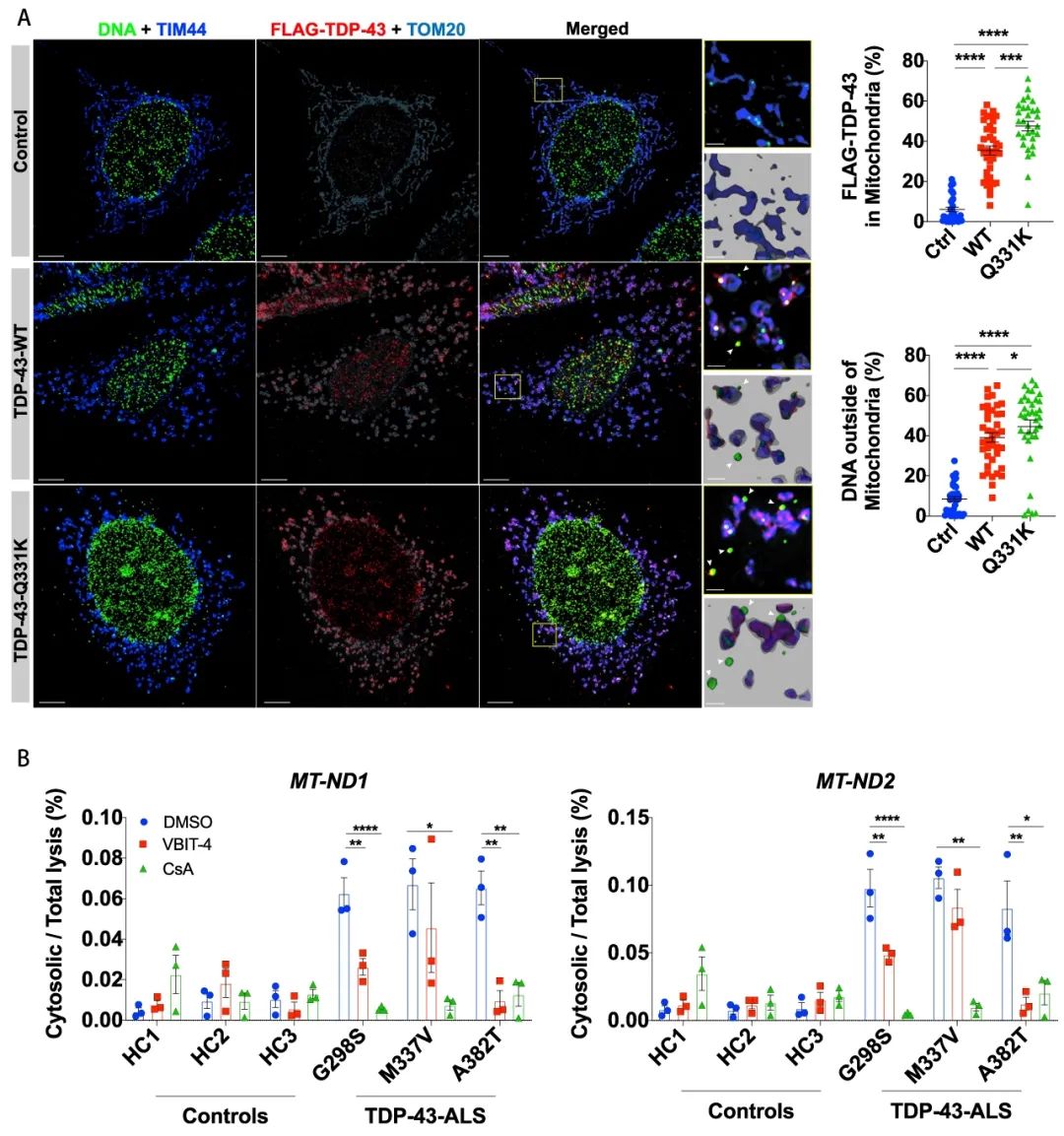 靶向 cGAS-STING 通路或可治疗渐冻症_化工仪器网