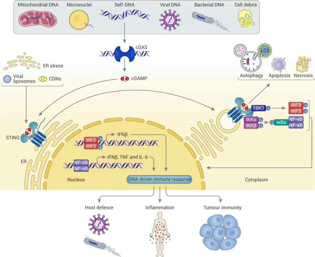 靶向 cGAS-STING 通路或可治疗渐冻症_化工仪器网