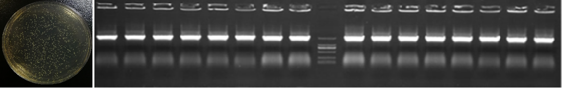 pClone007 Blunt Simple Vector Kit/克隆系列/1分钟快速连接，平末端的PCR产物适用，无多克隆位点/擎科生物 ...