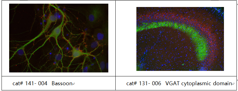 Synaptic Systems淀粉样蛋白前体 抗体、SNARE相关抗体、Alzheimer's相关抗体，现货价格,详情介绍-960化工网 – 960化工网