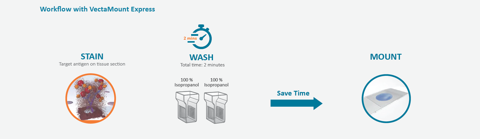 简化您的IHC实验流程 —新品封片剂 VectaMount® Express Mounting Medium-公司新闻-深圳欣博盛生物科技有限公司