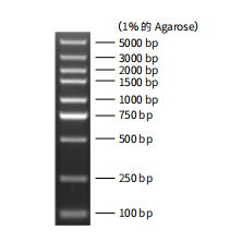 DL5000 Plus DNA Marker_报价/价格/性能参数/图, 擎科生物_生物器材网
