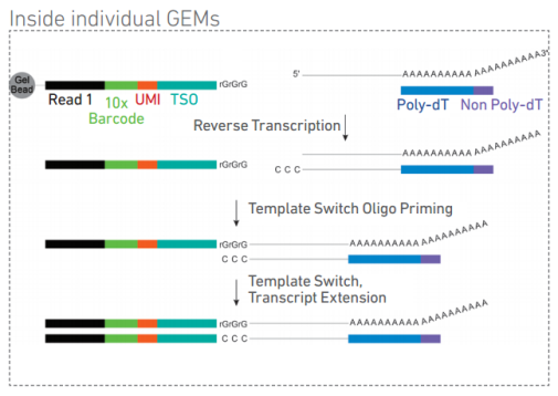  TCR BCR seq 