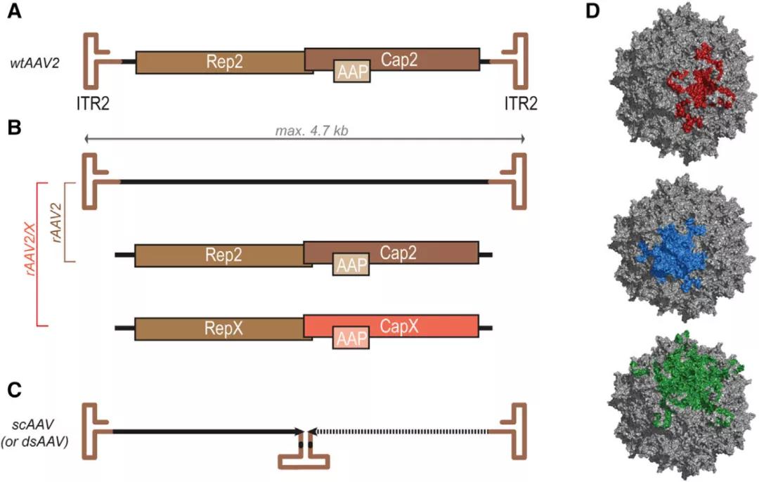 Neuron综述｜神经系统治疗性AAV基因传递的临床现状-公司新闻-武汉枢密脑科学技术有限公司