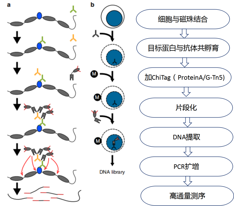 原位靶蛋白DNA互作研究新方法——CUT&RUN以及CUT&Tag-公司新闻-上海曼博生物医药科技有限公司