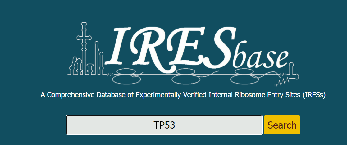 IRESbase：经实验验证的内部核糖体进入位点 (IRES) 的综合数据库-公司新闻-上海英拜生物科技有限公司