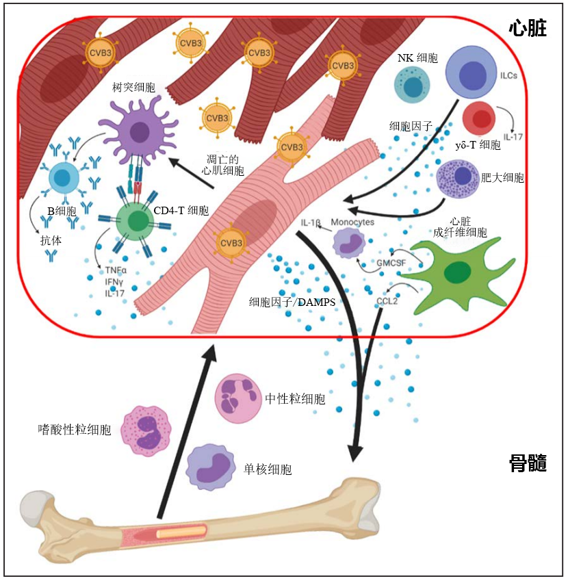 心肌炎（儿童）