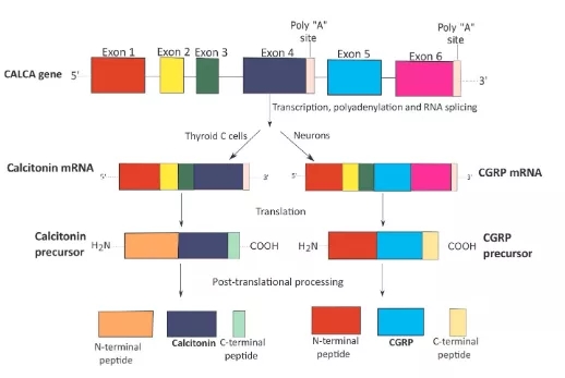 Calca基因敲除小鼠-公司新闻-赛业（苏州）生物科技有限公司