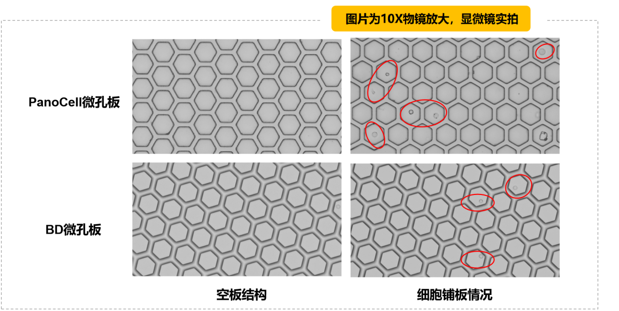 PanoCell 单细胞测序-项目-价格-上海烈冰生物医药科技有限公司