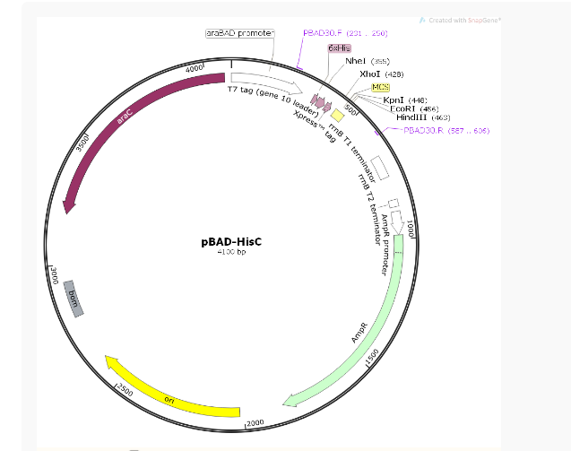 pBAD/His C大肠表达质粒价格_品牌:Xybio-丁香通官网