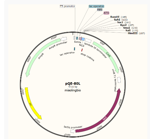 pQE-80L大肠表达质粒价格_品牌:Xybio-丁香通官网