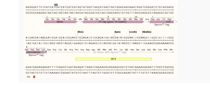 pBAD/His C大肠表达质粒价格_品牌:Xybio-丁香通官网