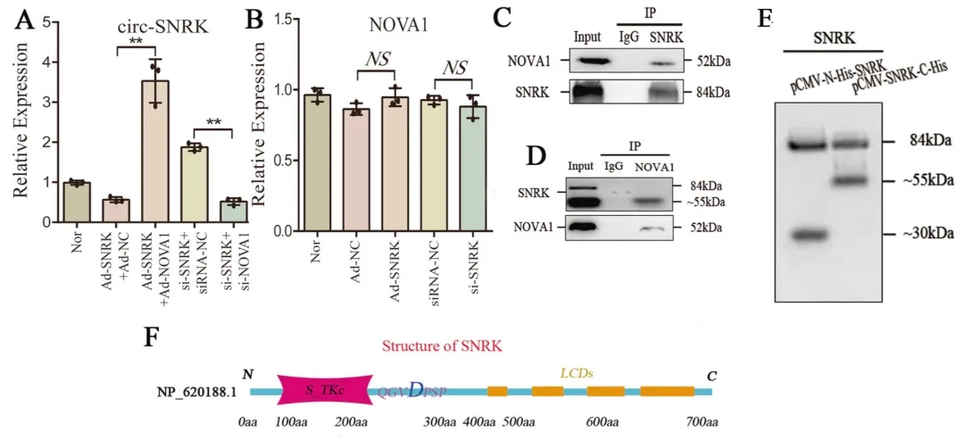 Nature子刊丨circRNA测序助力发现SNRK和circ-SNRK的负反馈机制可调节MI后的心脏功能 - 企业动态 - 丁香通