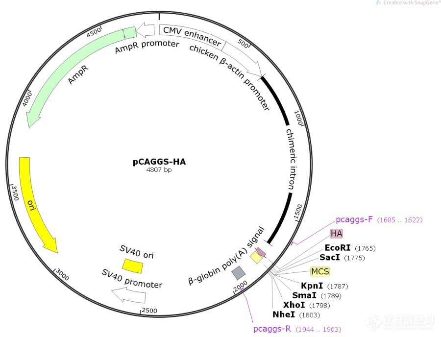 pCAGGS-HA哺乳表达质粒-公司新闻-智立中特（武汉）生物科技有限公司