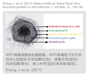 非洲猪瘟(ASFV)诊断的全面解决方案 - 企业动态 - 丁香通