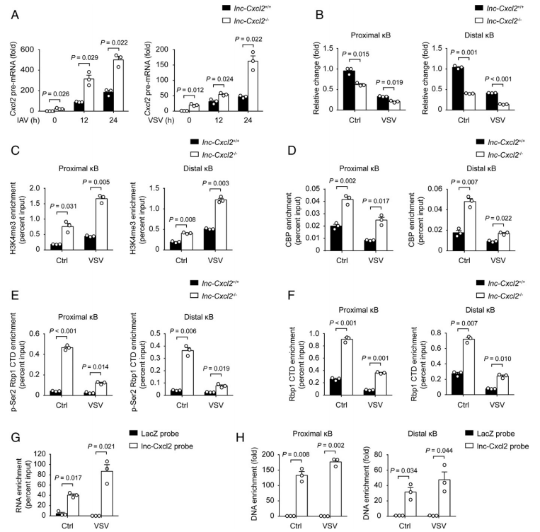 顺式作用lnc-Cxcl2抑制中性粒细胞介导的病毒感染性肺炎 - 企业动态 - 丁香通