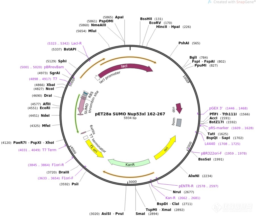 PET28a-SUMO质粒的使用说明及注意事项-公司新闻-智立中特（武汉）生物科技有限公司