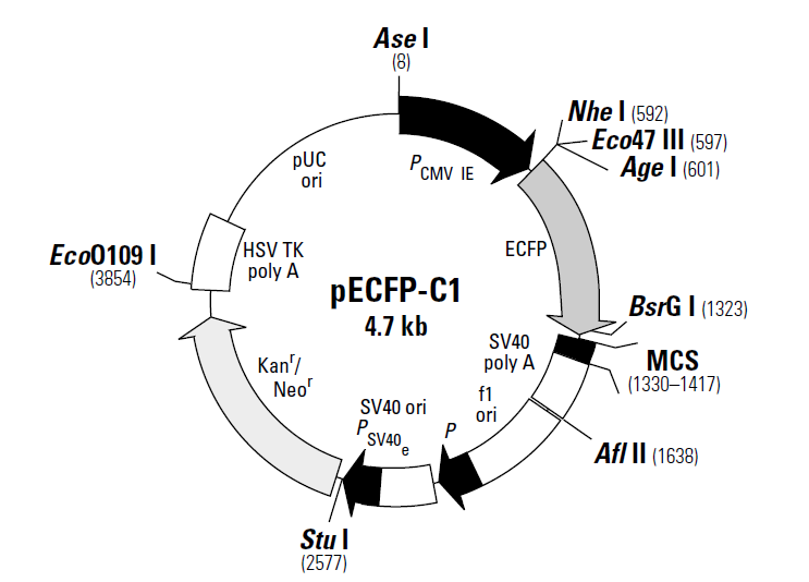 pECFP-C1质粒载体说明-公司新闻-智立中特（武汉）生物科技有限公司