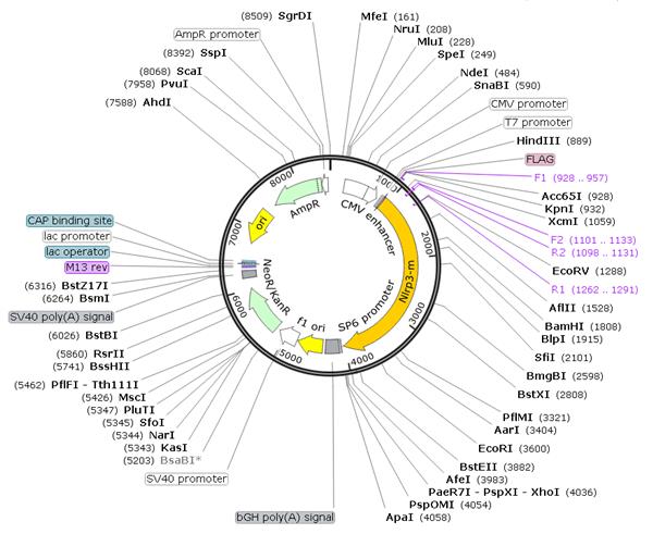 pCDEF-HA-Ub-K63R质粒的操作说明 - 企业动态 - 丁香通