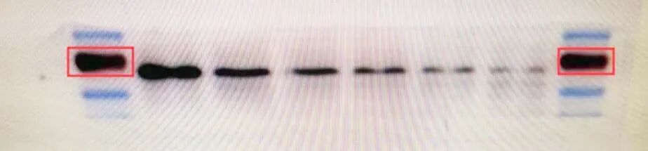 蛋白 MARKER 知多少？-公司新闻-上海雅酶生物医药科技有限公司
