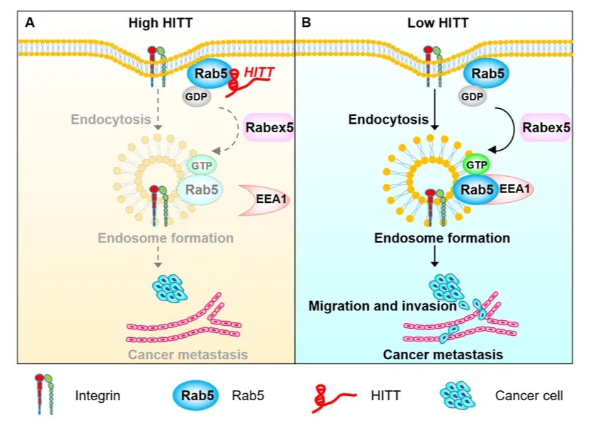 lncRNA新研究进展盘点（20220120） - 企业动态 - 丁香通
