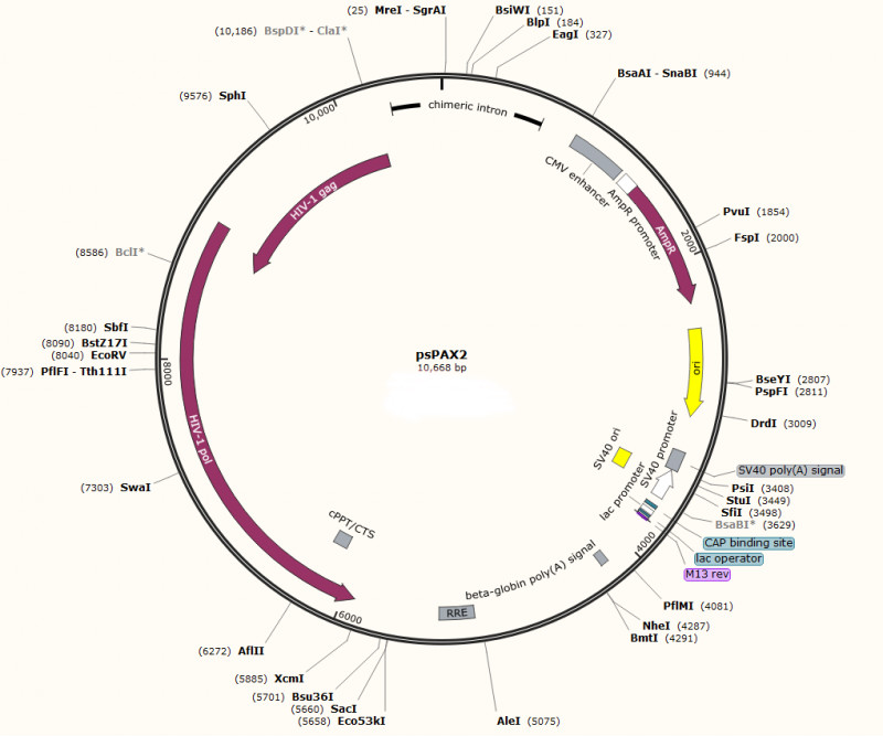 psPAX2慢病毒的载体说明 - 企业动态 - 丁香通